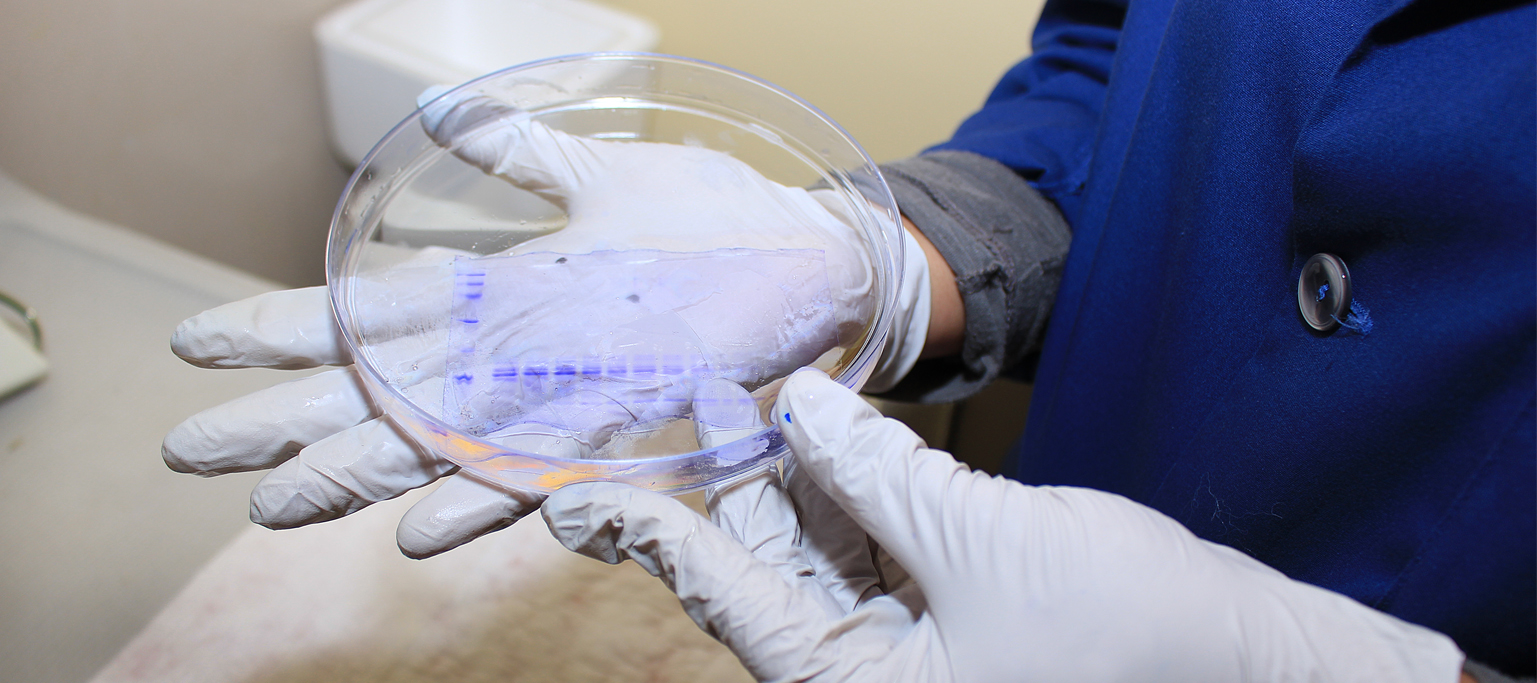 School of Medicine – Medical Science Campus | University of Puerto Rico